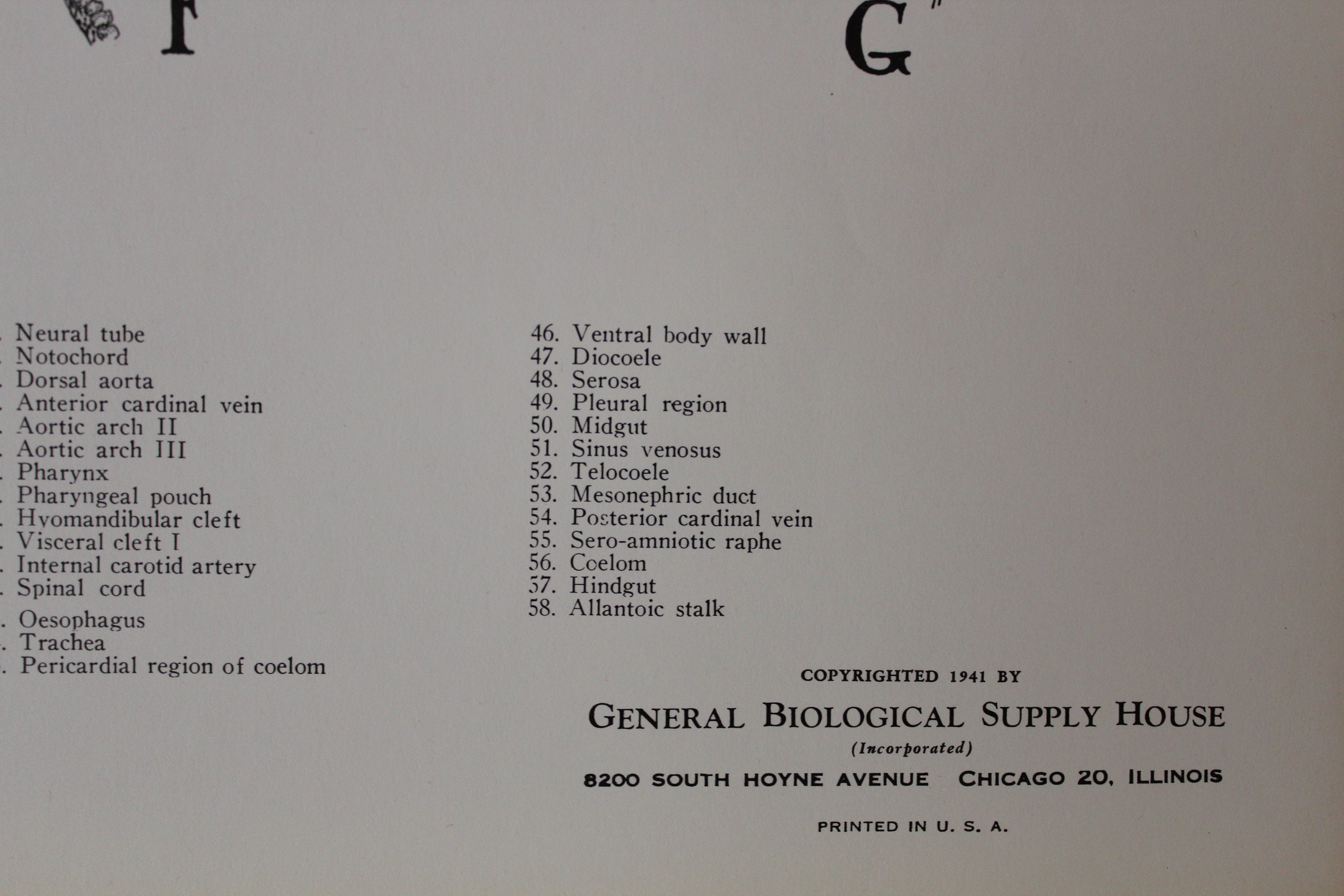 Vintage 72 Hour Chick Embryo Development Wall Chart From Turtox - Etsy