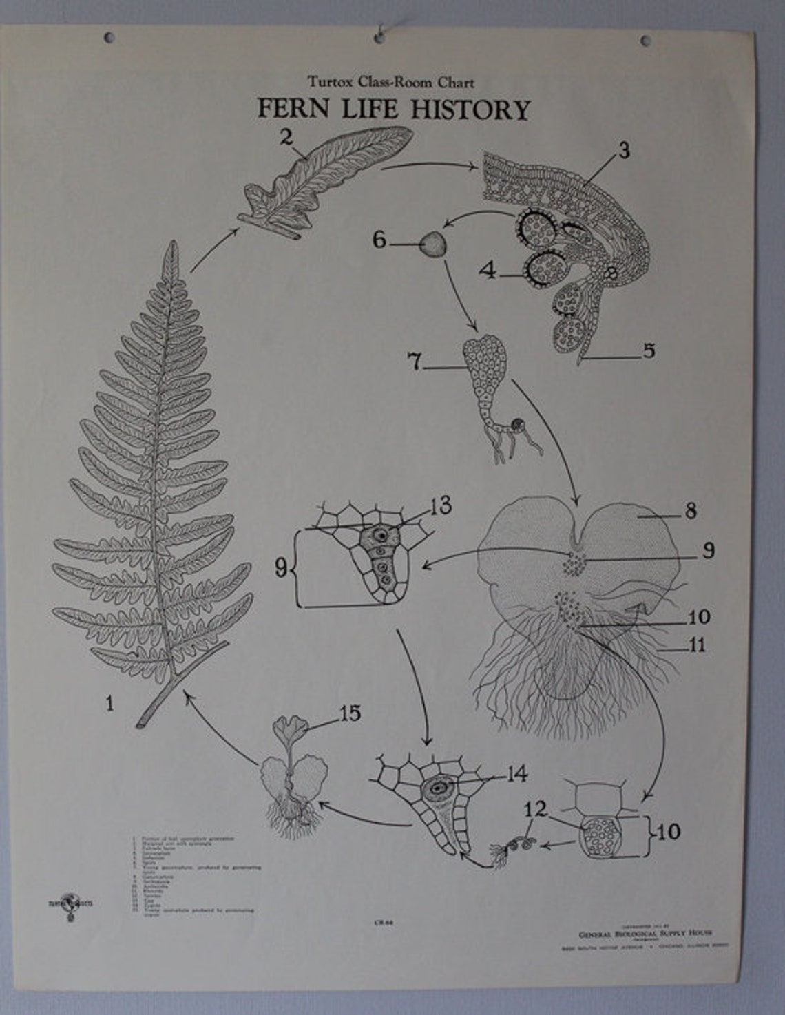 Vintage Fern Life History Wall Chart From Turtox - Etsy