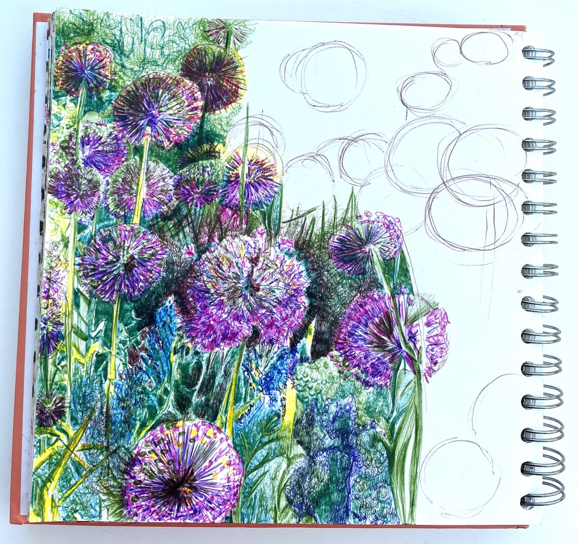 Know Your Alliums, A4 Giclee Print, Alliums, Colourful Biro Drawing ...