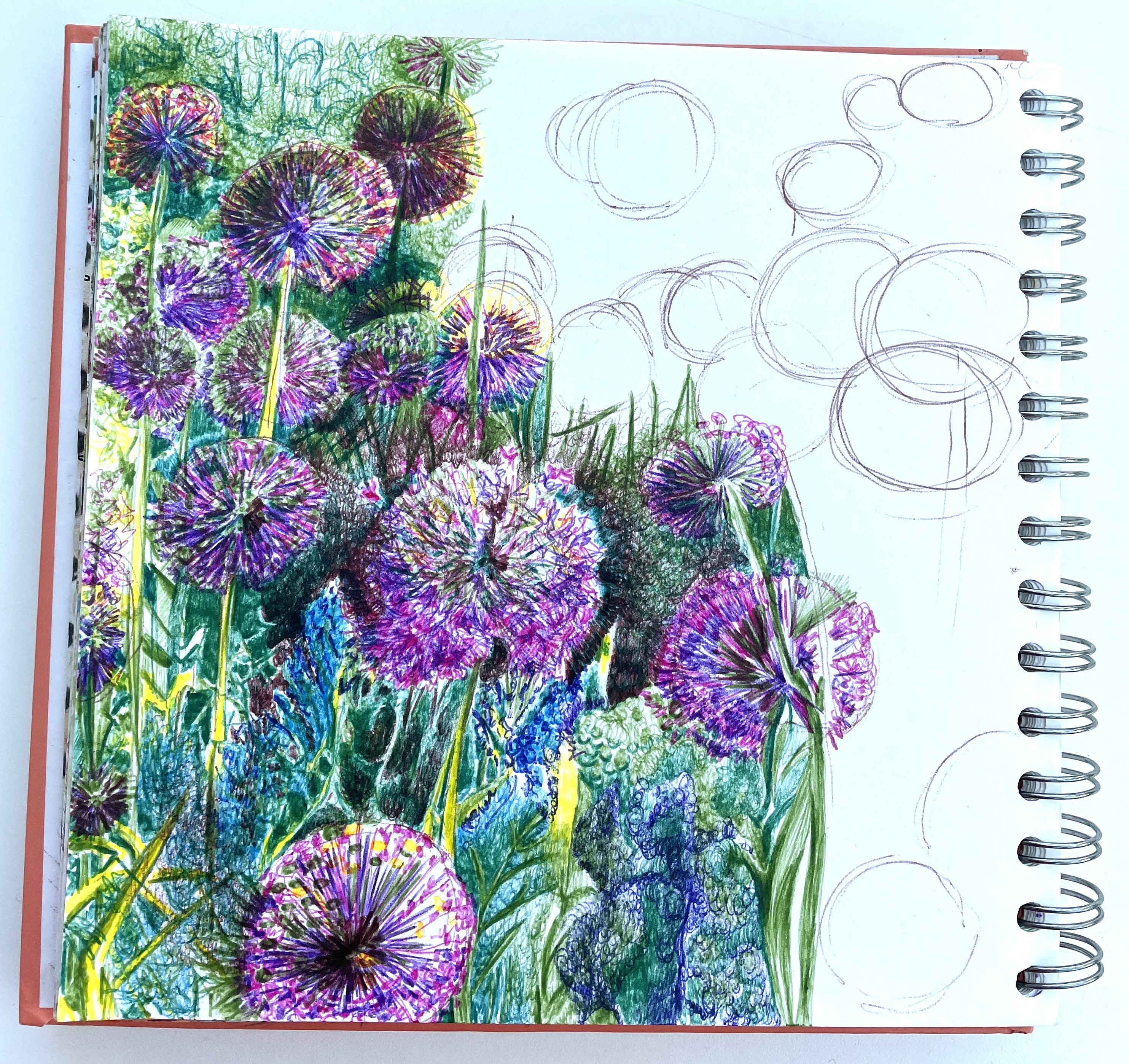 Know Your Alliums, A4 Giclee Print, Alliums, Colourful Biro Drawing ...