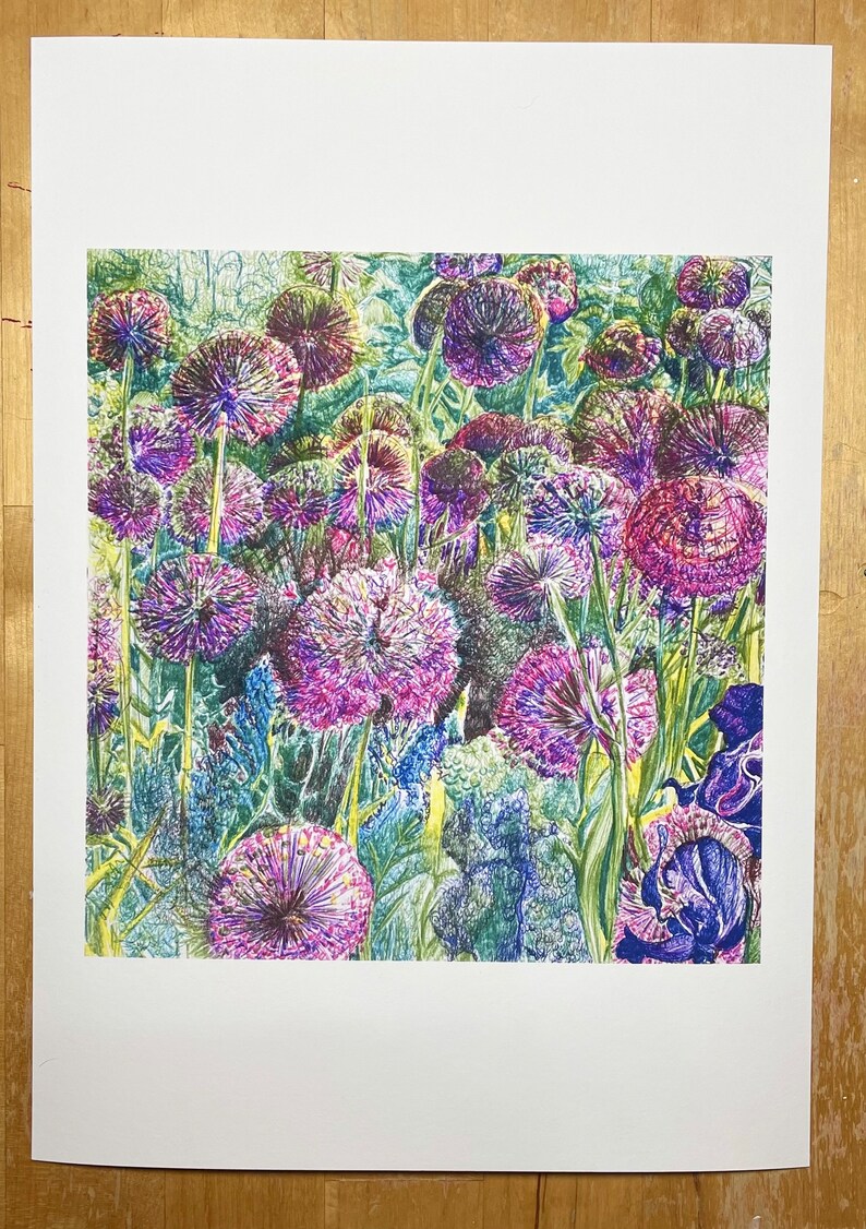 Know Your Alliums, A4 Giclee Print, Alliums, Colourful Biro Drawing ...