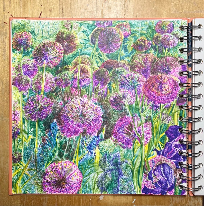 Know Your Alliums, A4 Giclee Print, Alliums, Colourful Biro Drawing ...