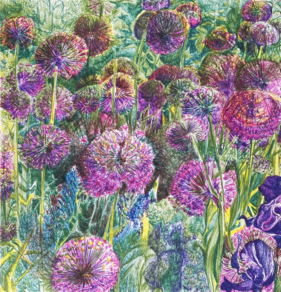 Know Your Alliums, A4 Giclee Print, Alliums, Colourful Biro Drawing ...