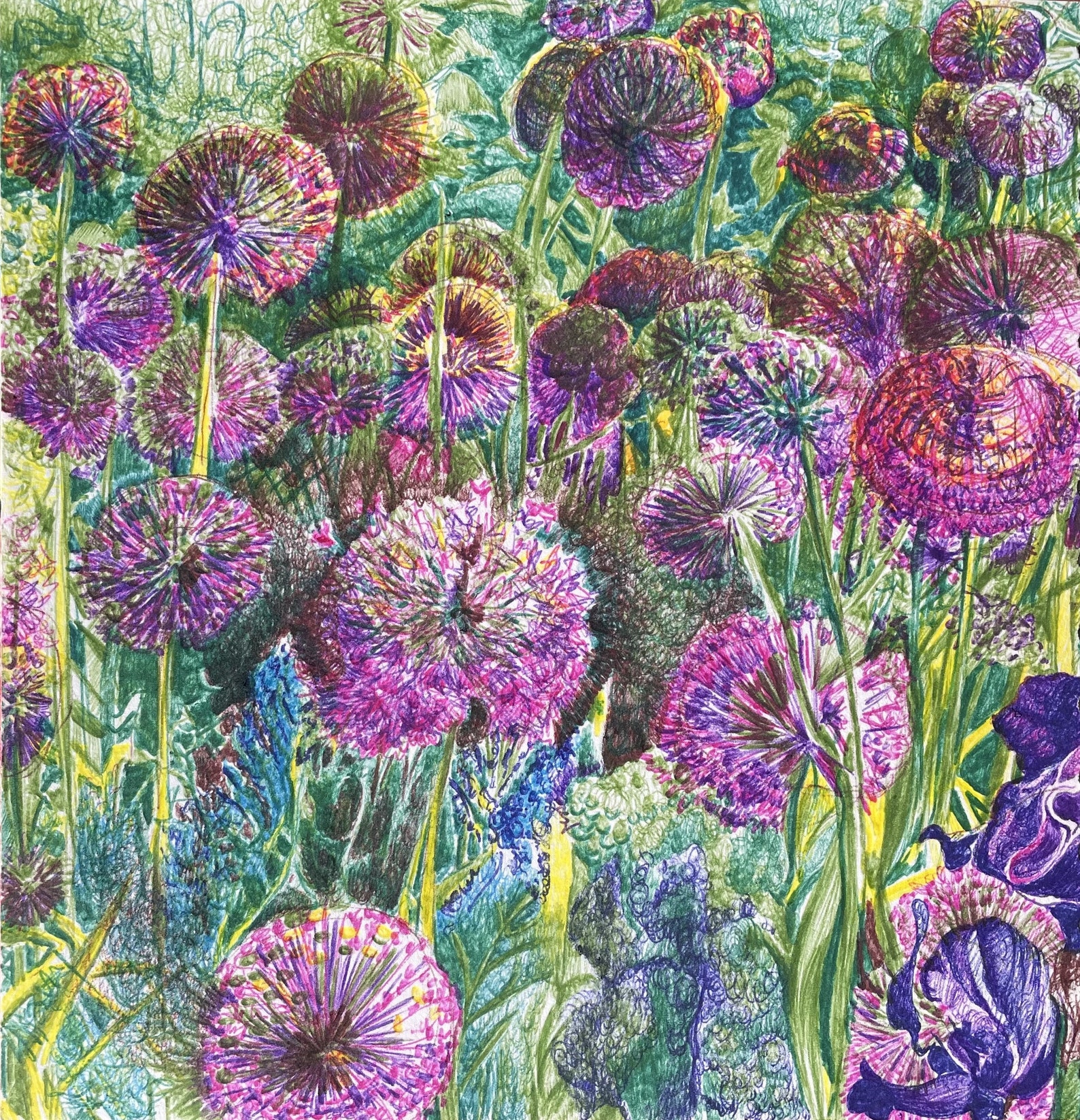 Know Your Alliums, A4 Giclee Print, Alliums, Colourful Biro Drawing ...