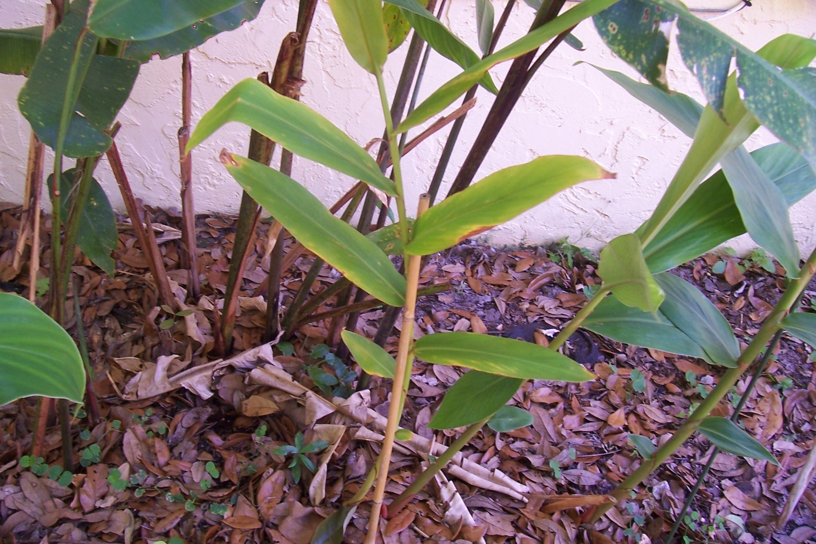 LIVE Rooted Edible GINGER Rooted Plant Adrak Root Spice | Etsy