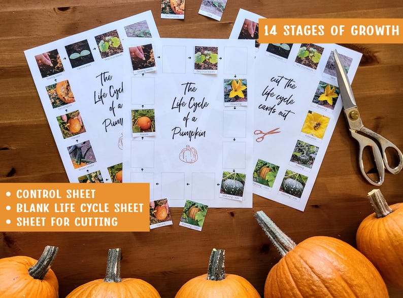 Montessori Life Cycle of a Pumpkin Unit Study for Older Kids of Reading ...