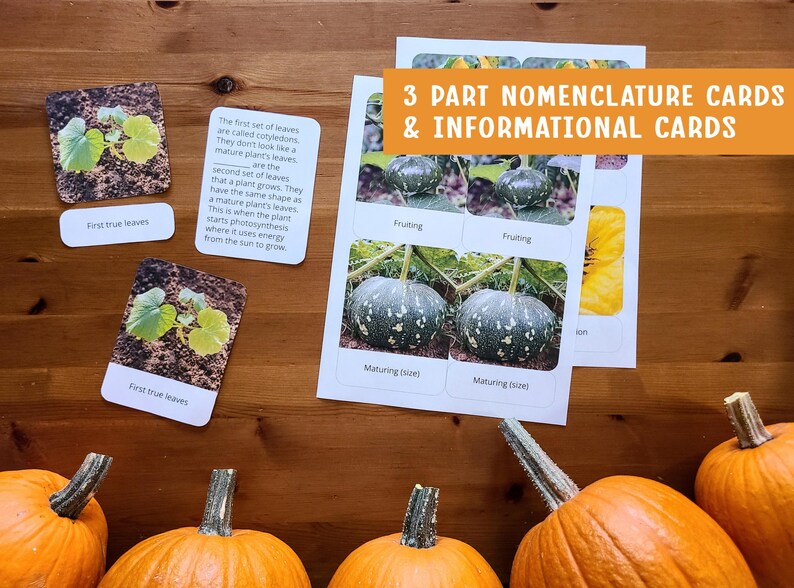 Montessori Life Cycle of a Pumpkin Unit Study for Older Kids of Reading ...