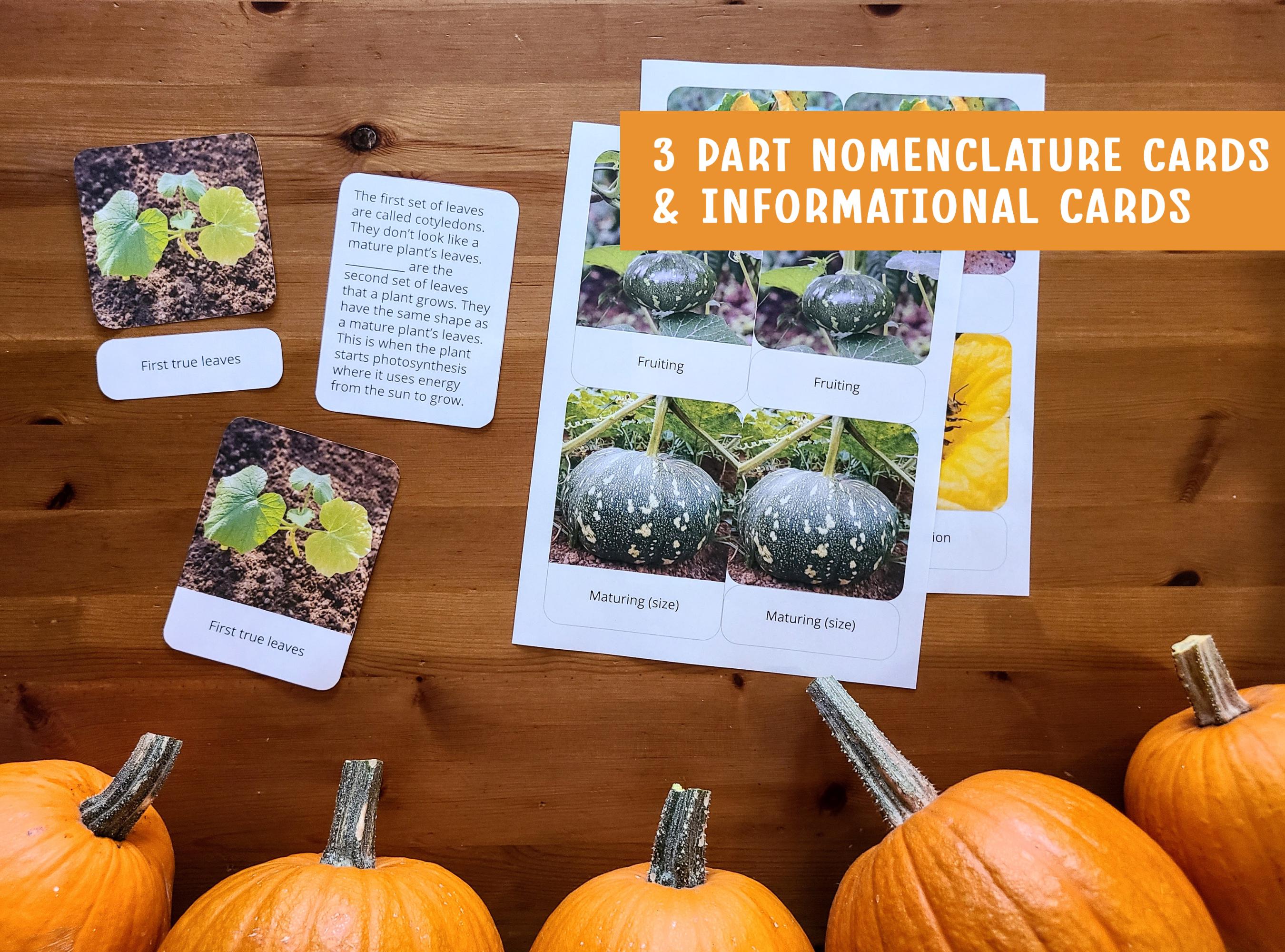 Montessori Life Cycle of a Pumpkin Unit Study for Older Kids of Reading ...