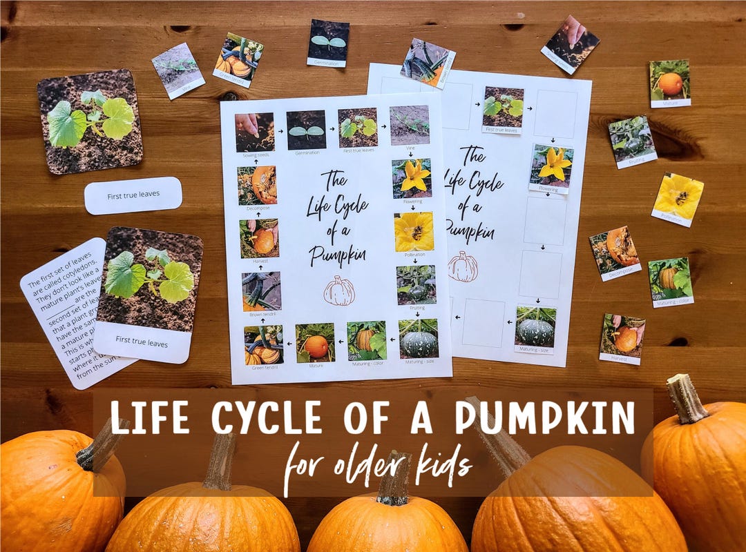 Montessori Life Cycle of a Pumpkin Unit Study for Older Kids of Reading ...