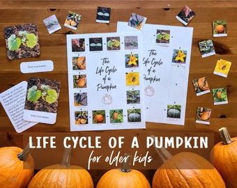 Parts of a Pumpkin Montessori 3 Part Cards - Etsy