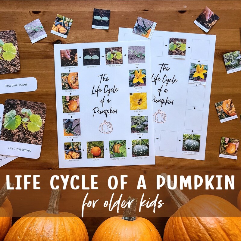 Cycle - Etsy