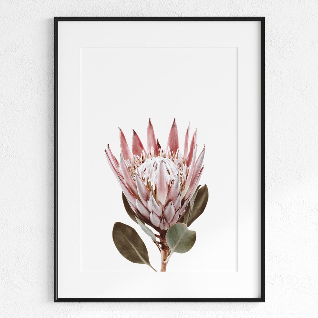 Protea Flowers Poster, Minimal Flower Art, Pink Wall Art, Wall Decor ...