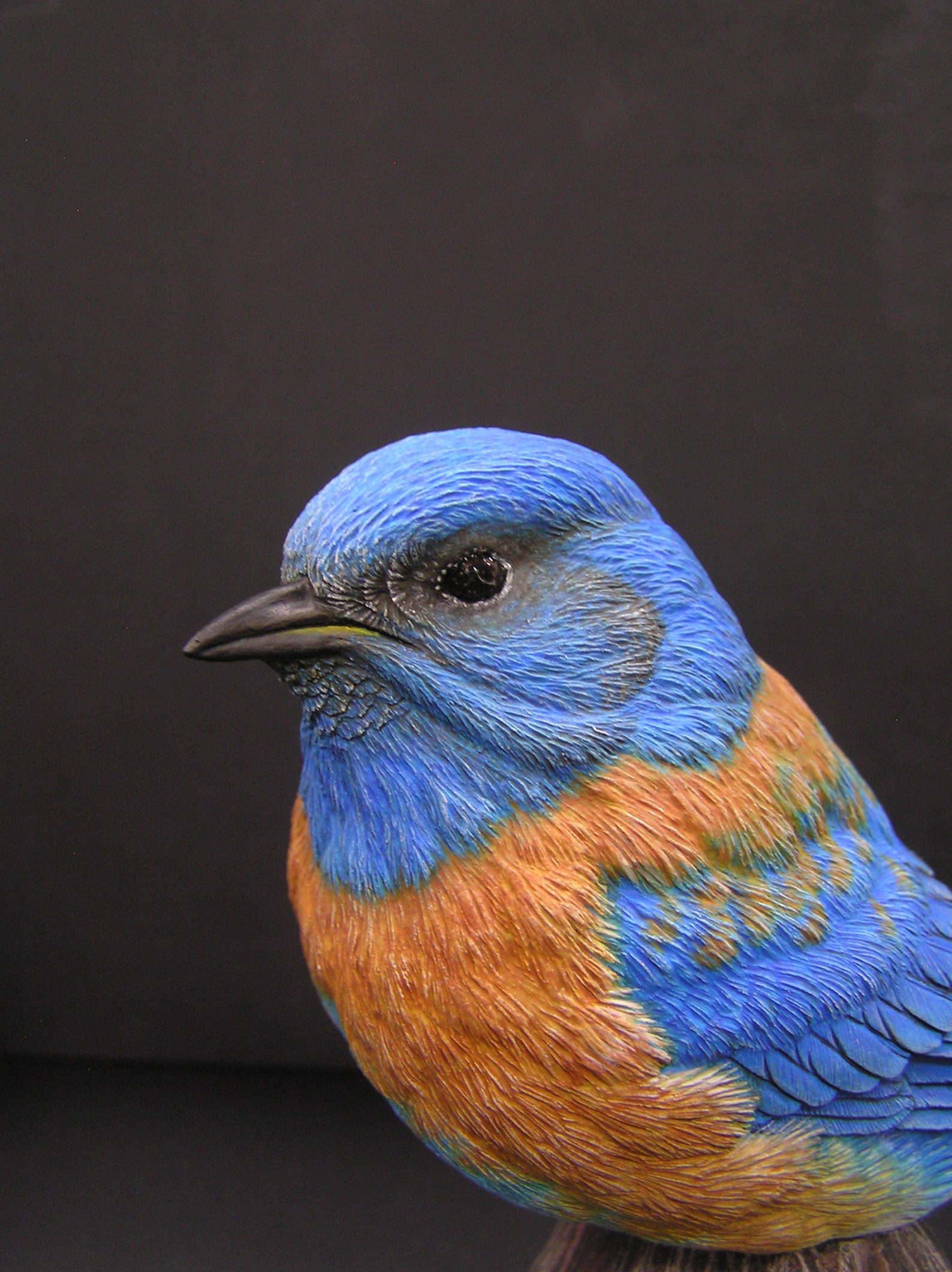 Western Bluebird - Hand Painted - Cold Cast - Bird - Life Size - by ...