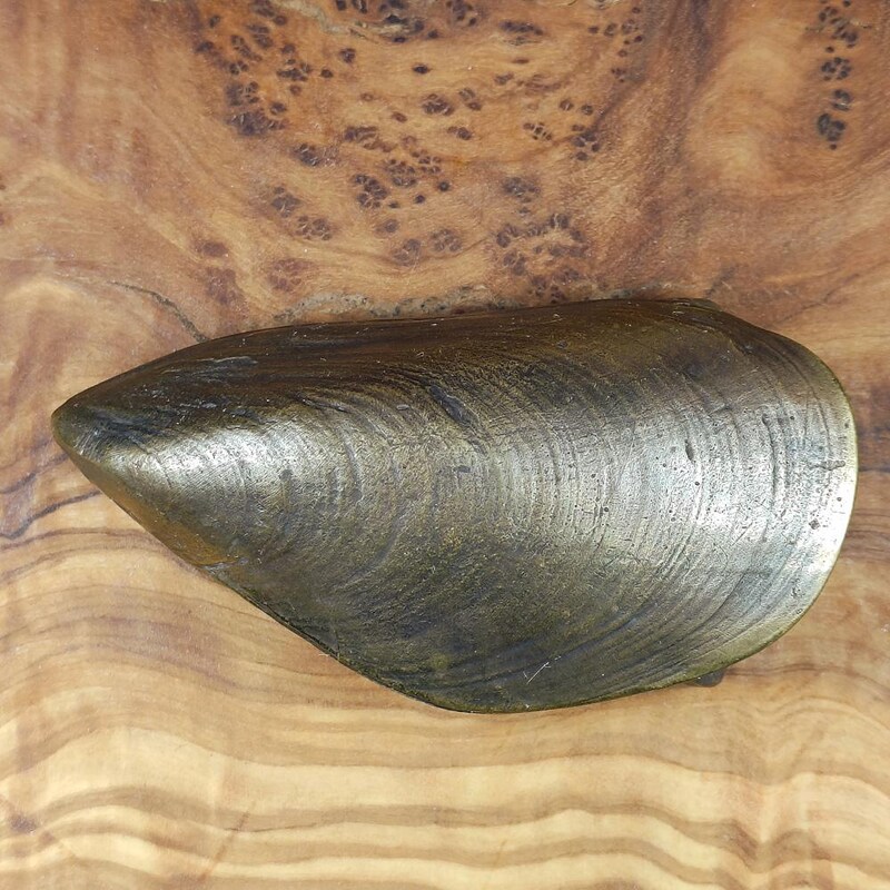 Seashell Belt - Etsy