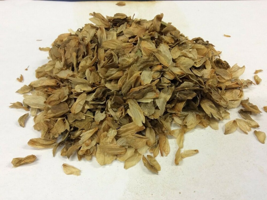 Hops Dried Flowers - Etsy