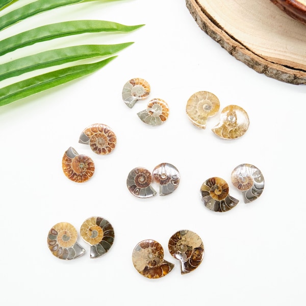 Ammonite Art - Etsy UK