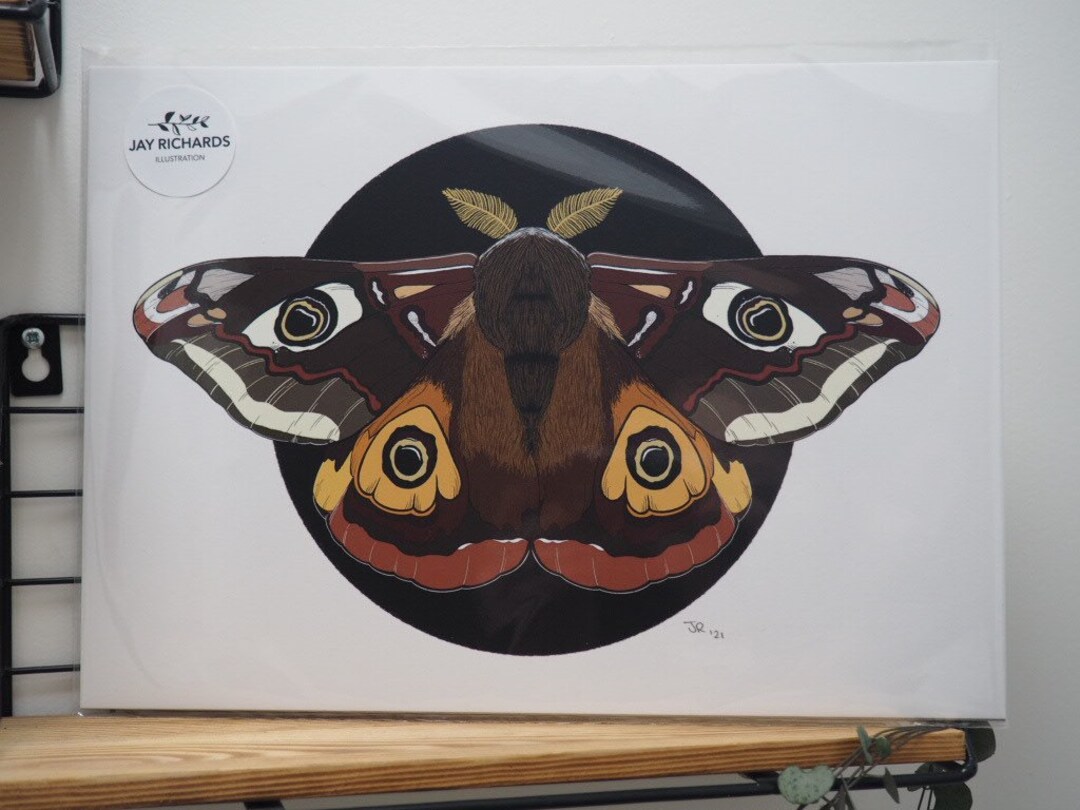 A4 Emperor Moth Print Illustration Art Print - Etsy