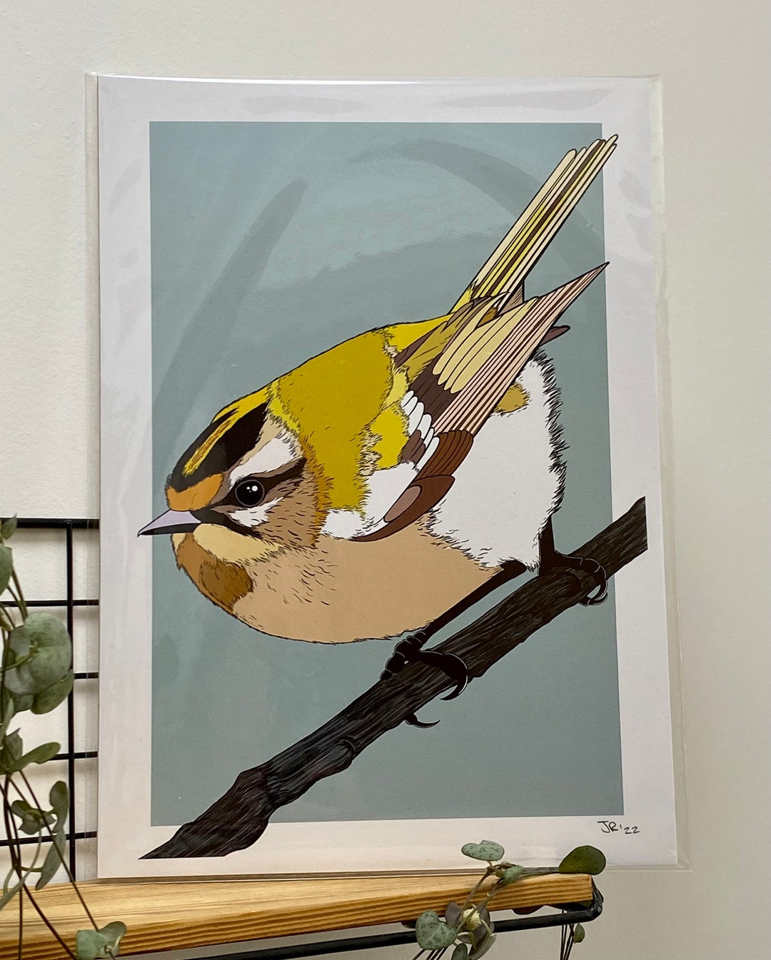 A4 Firecrest Print - Illustration - Art Print - Etsy