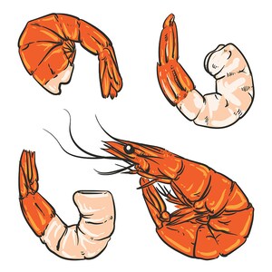 80% off Sale Seafood Cocktail Drawing. Shrimp for a Party or - Etsy