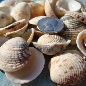 Bulk Sea Shells Large Lot Clams Genuine Sea Shells - Etsy