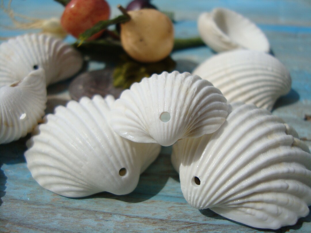 White Cockle Shells, 10 pcs Perforated Sea Shells Rare Sea Shells Eco ...