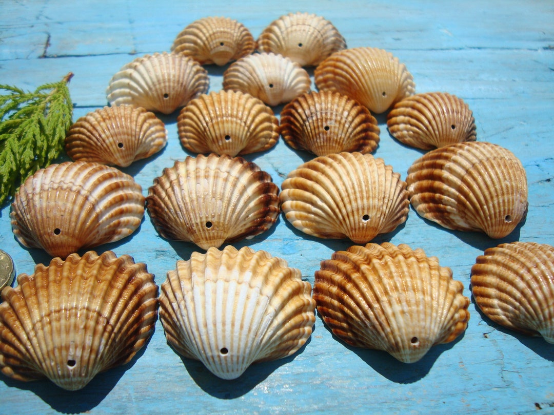 Conchas de berberecho perforadas superiores, 18 Conchas marinas grandes ...