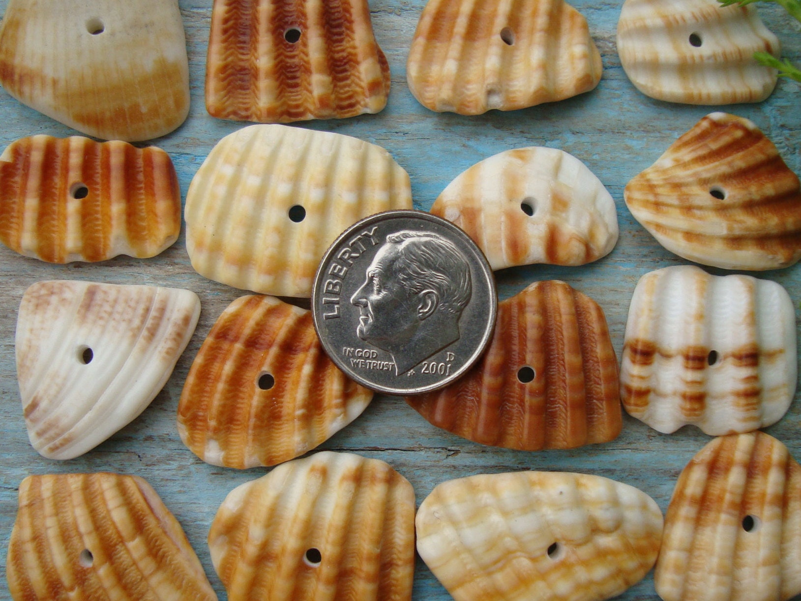 Sea Sell Beads 16 Pcs-perforated Sea Shells-jewelry - Etsy