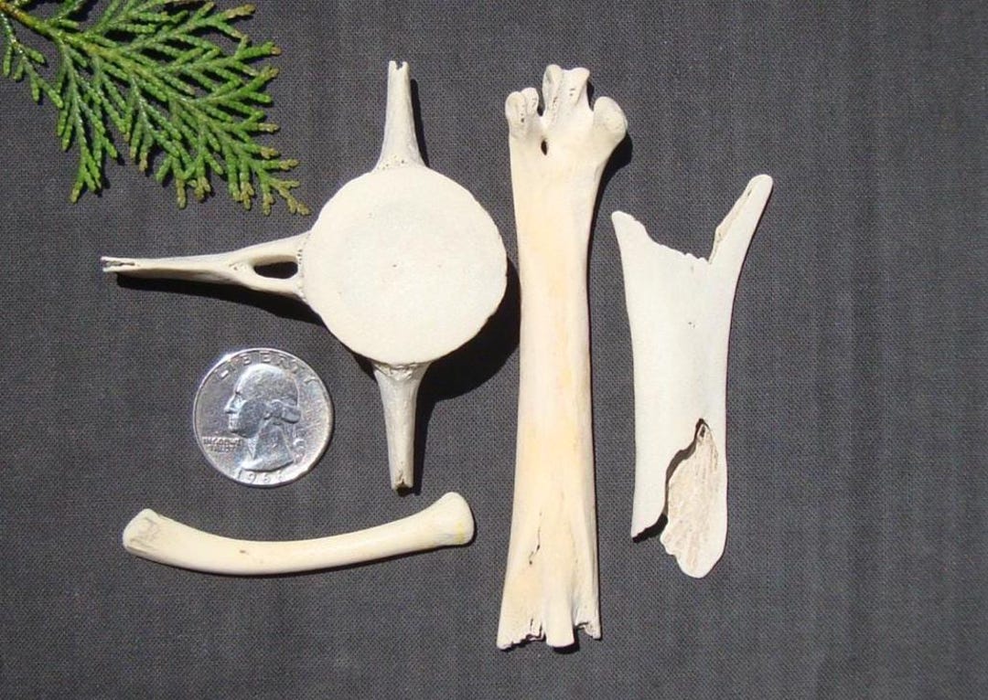 Animal Bones - Rare Beach Finds - Craft Supplies - Unique Collection - Etsy