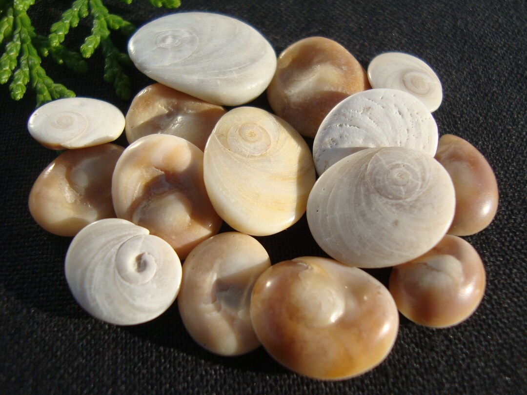 Eye of Shiva - Opercullum - Santa Lucia Shells - Sea Shells - Craft ...