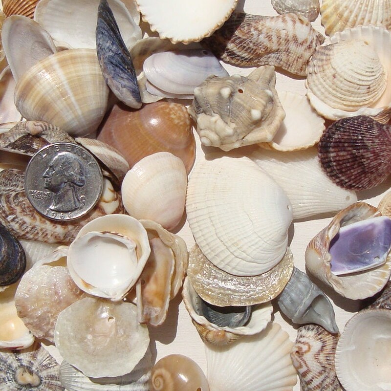 Drilled Sea Shells - Etsy
