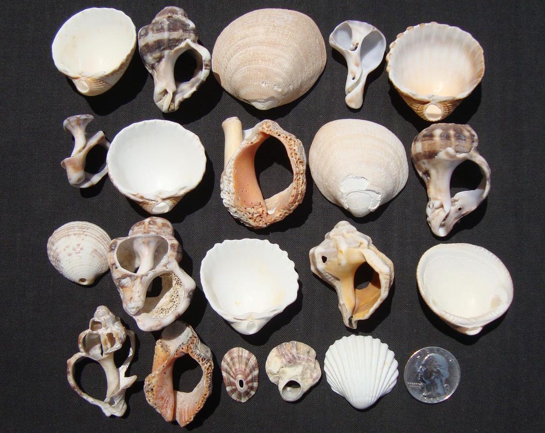 Naturally Holed Sea Shells - Craft Sea Shells - Shells With Natural ...