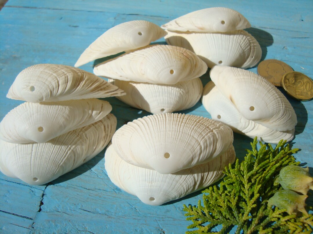 12 große weiße Muscheln – perforierte Muscheln – vorgebohrt ...