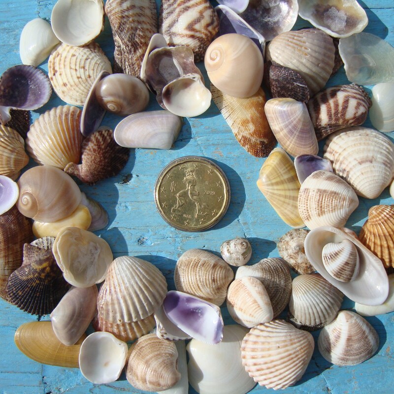 Small Sea Shells - Etsy