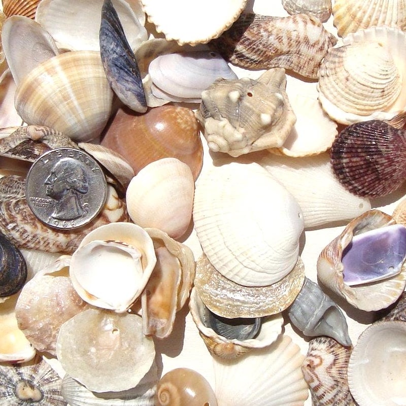 Drilled Sea Shells - Etsy