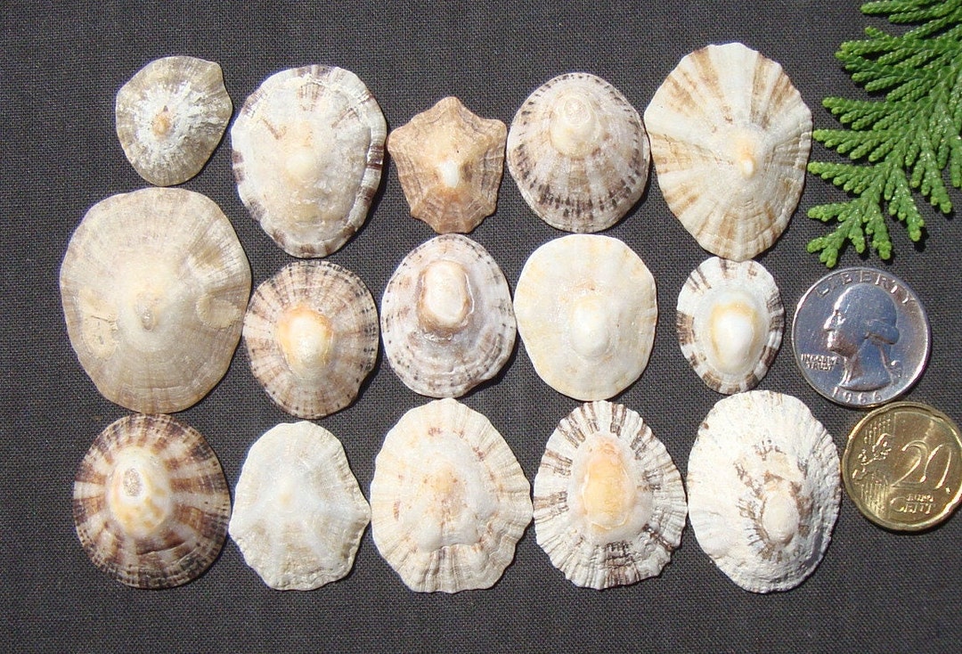 Limpet Shells Limpets Craft/jewelry Supplies Large Collection 15 - Etsy