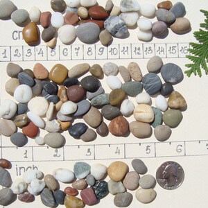 Bulk Sea Pebbles Mini Sea Stones Decorative Sea Stones Large Collection ...