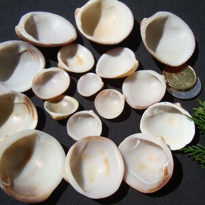 Clams - Bulk Sea Shells - Genuine Sea Shells - Jewelry Supplies - Clam ...