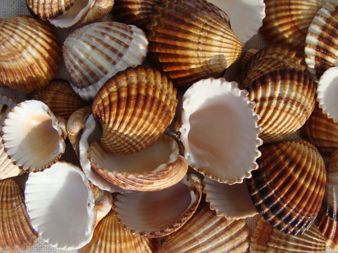 Bulk Sea Shells, 30 Pcs - Large Lot - Genuine Cockle Shells - Large Sea ...
