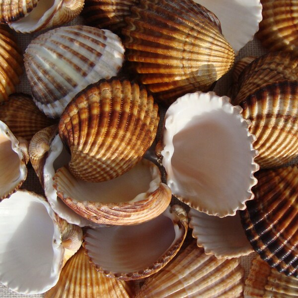 Large Sea Shells - Etsy
