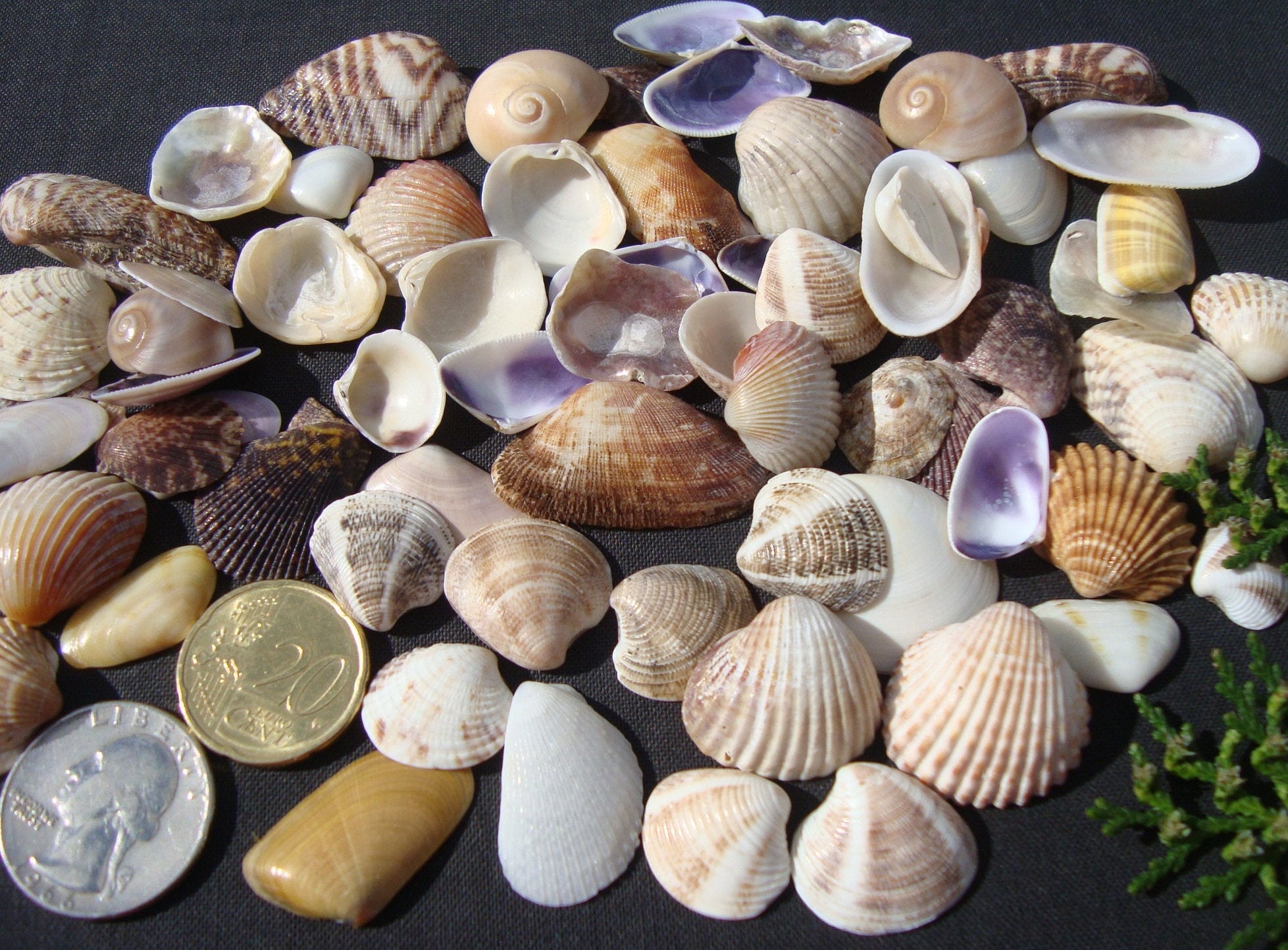 Small Sea Shells Large Collection Natural Sea Shells - Etsy
