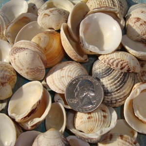 Bulk Sea Shells Large Lot Clams Genuine Sea Shells - Etsy