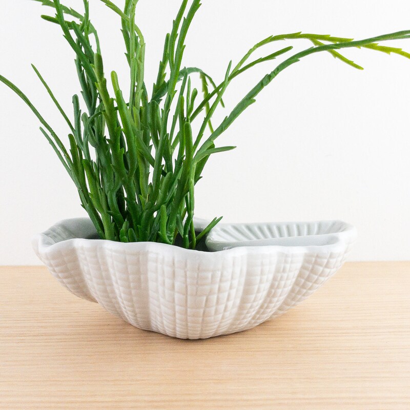 Clam Shell Planter - Etsy