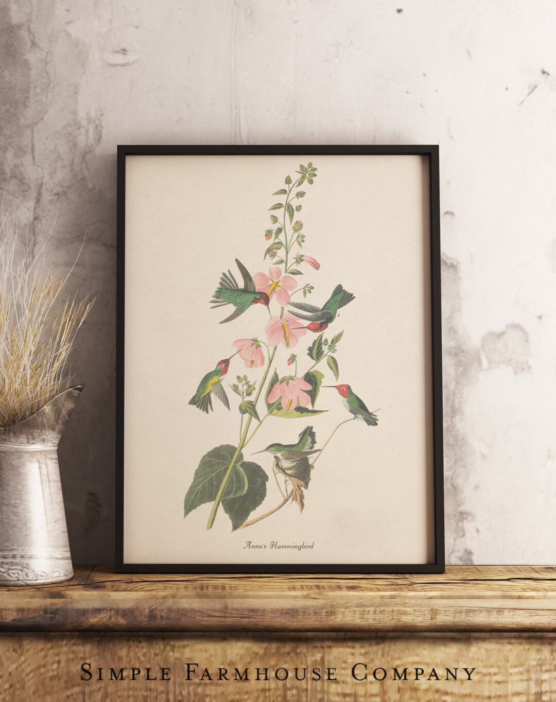Anna's Hummingbird Print:instant DIGITAL DOWNLOAD Bird Print, Antique ...