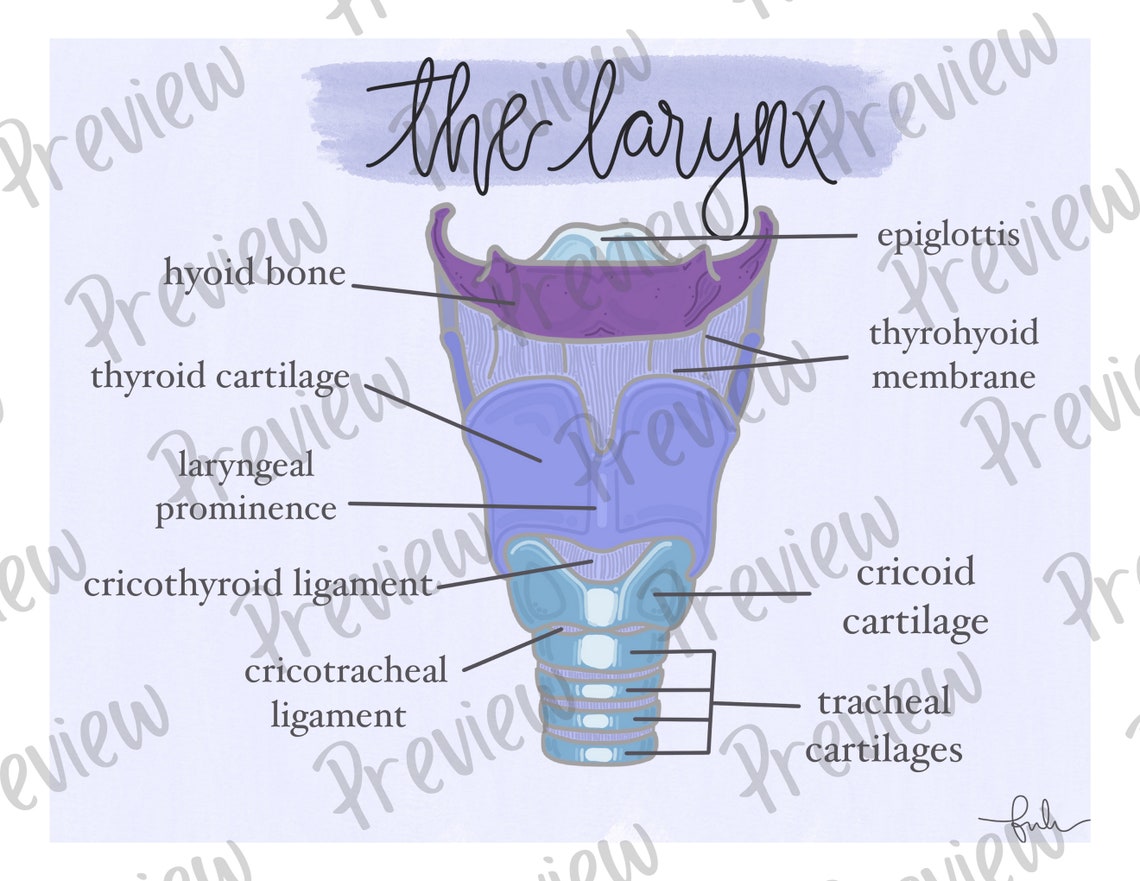 Larynx Diagram - Matte Poster - Etsy