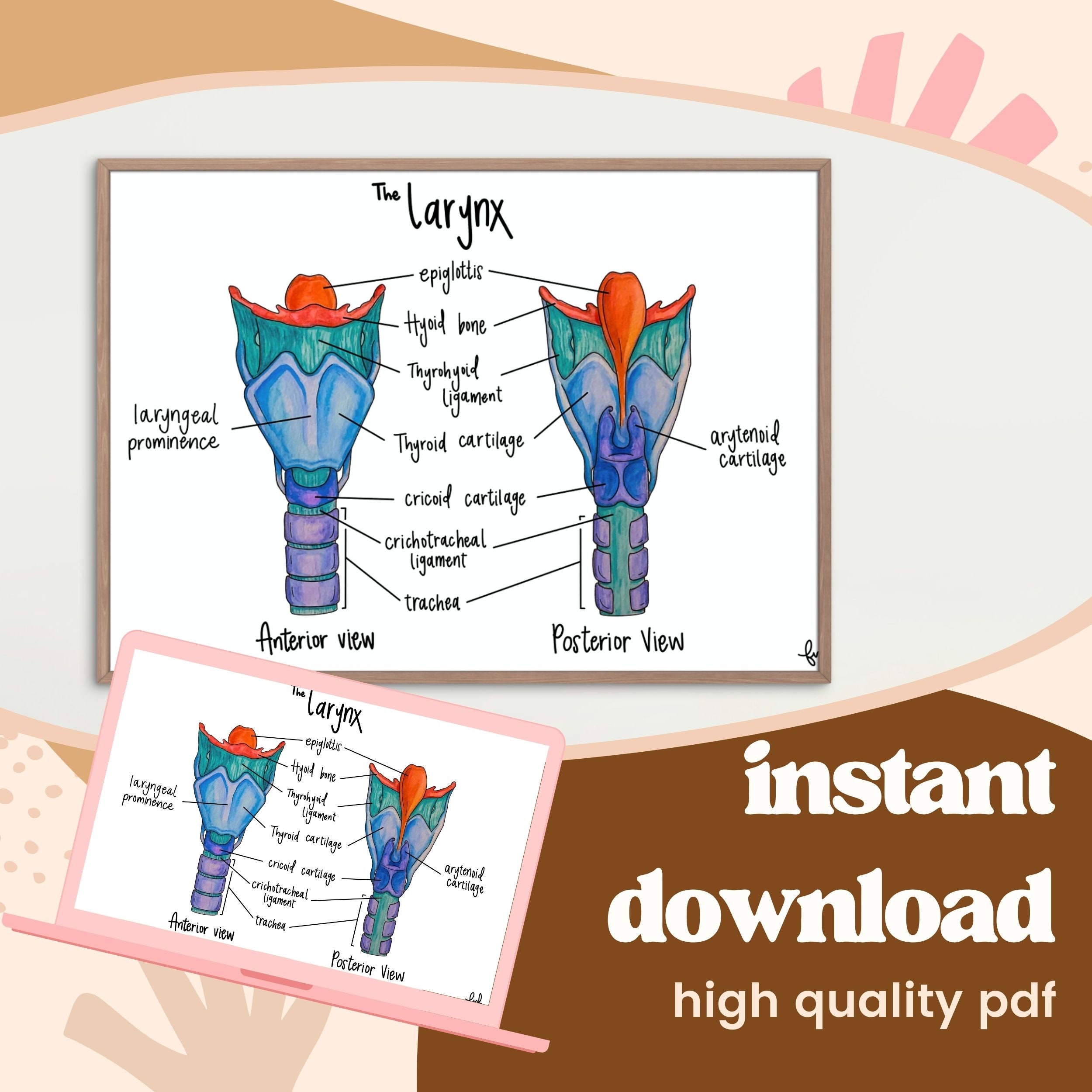 Larynx Diagram Posterior