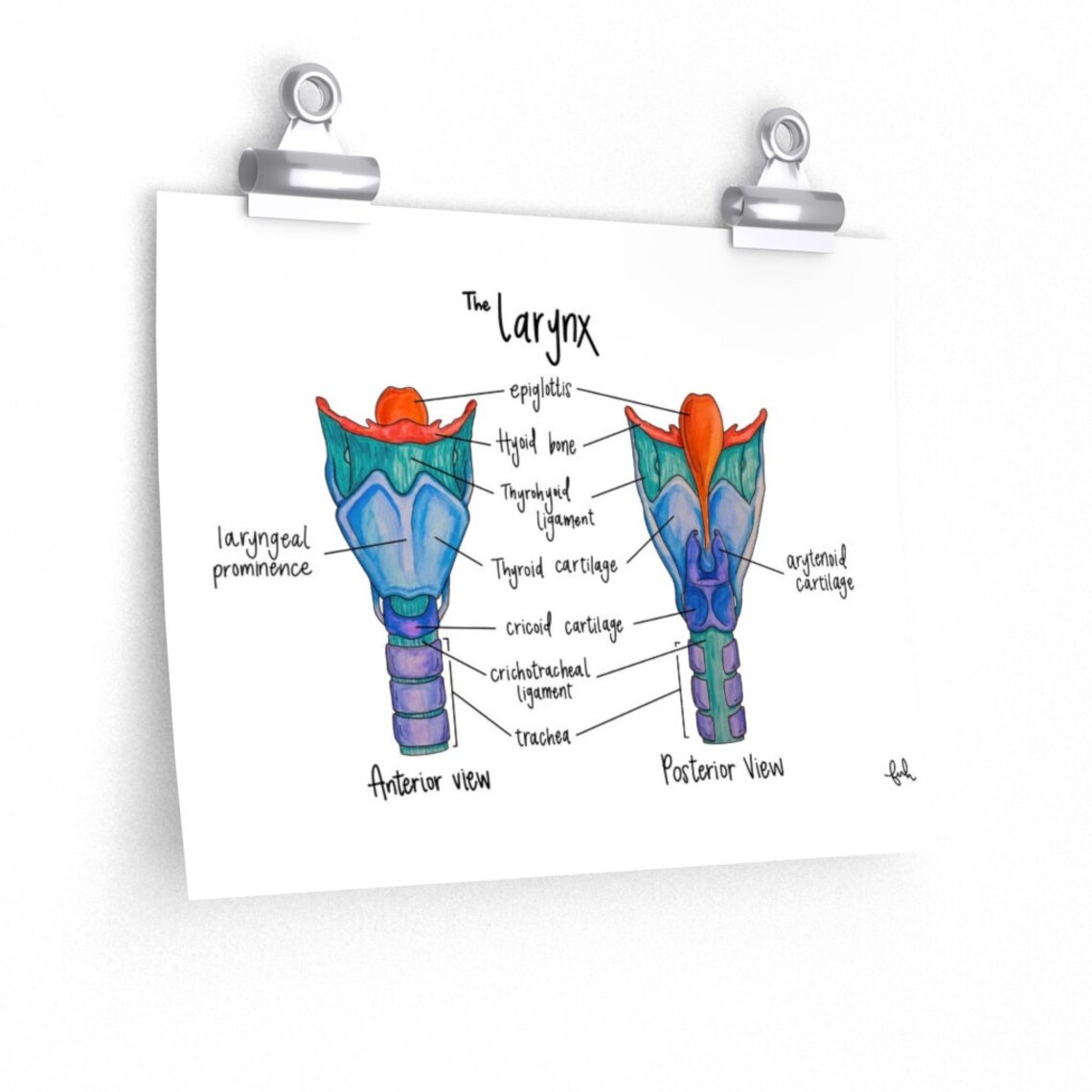 Larynx Diagram - Matte Poster - Anterior and Posterior Views - Etsy