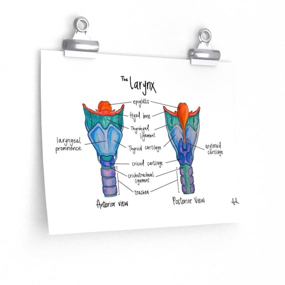Larynx Diagram Matte Poster Anterior and Posterior Views - Etsy