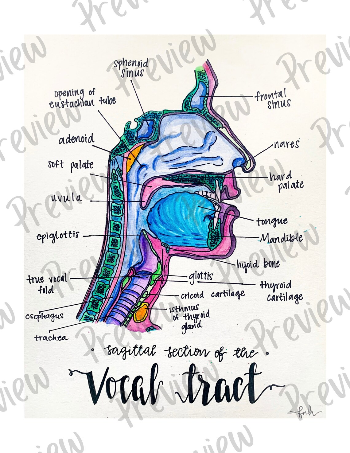 Vocal Tract Diagram Digital Download | Etsy