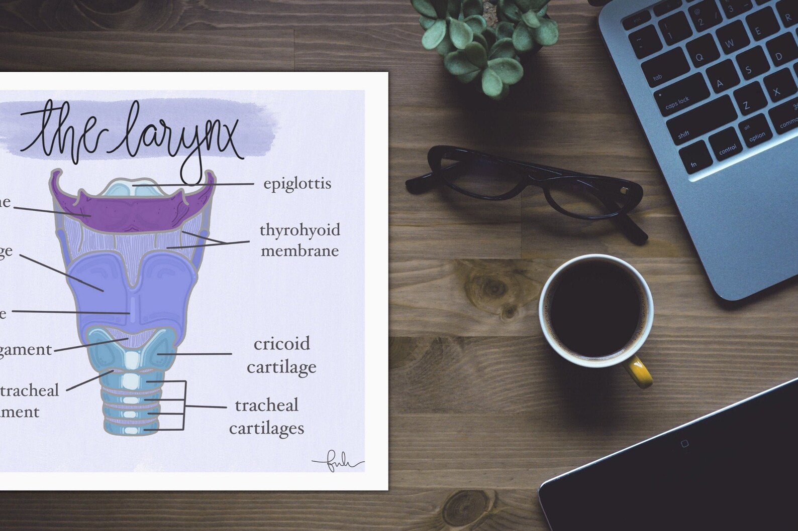 Larynx Diagram - Matte Poster - Etsy