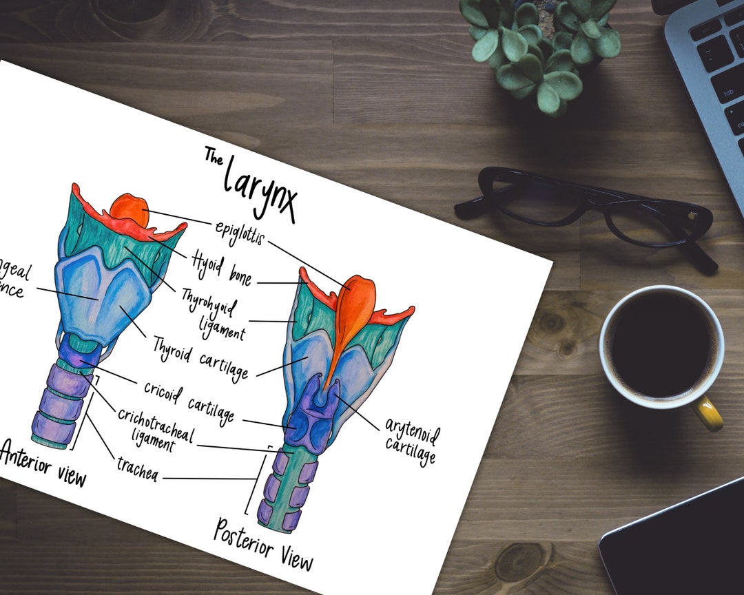 Larynx Diagram - Matte Poster - Anterior and Posterior Views - Etsy